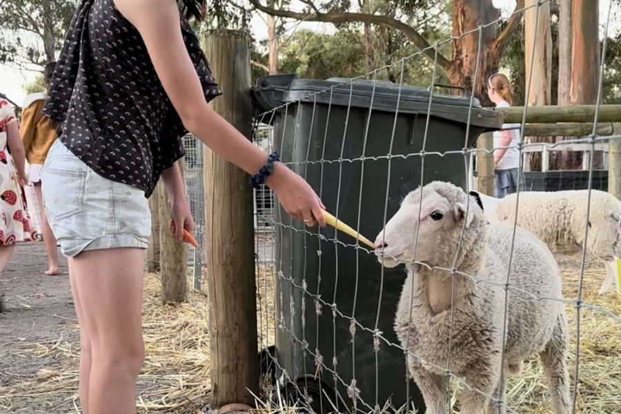 Animal Experience | 11 Acre Farm