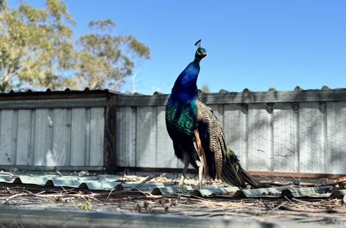 Animal Experience | 11 Acre Farm