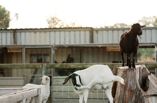 Animal Experience | 11 Acre Farm