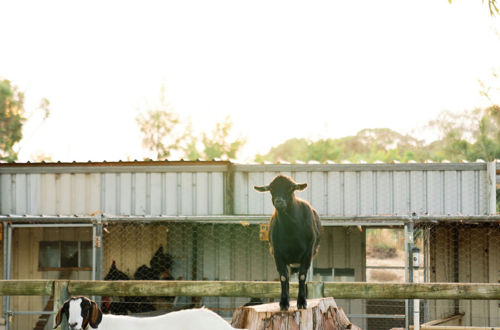 Animal Experience | 11 Acre Farm