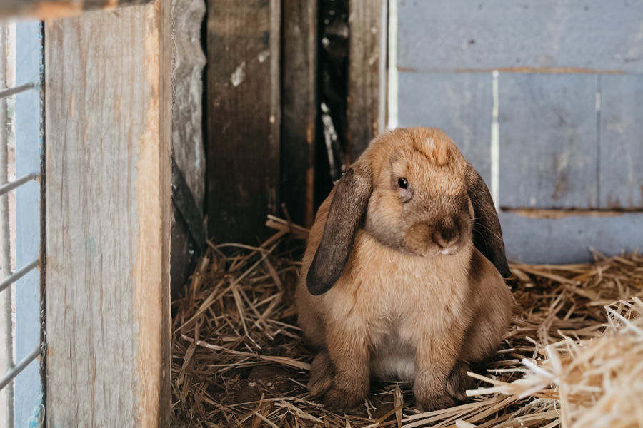 Animal Experience | 11 Acre Farm